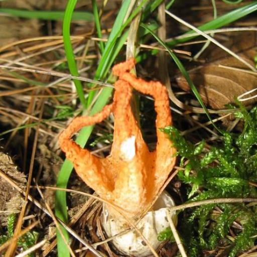 Stinky Squid (Pseudocolus Fusiformis) Mushroom Identification, Habitat ...