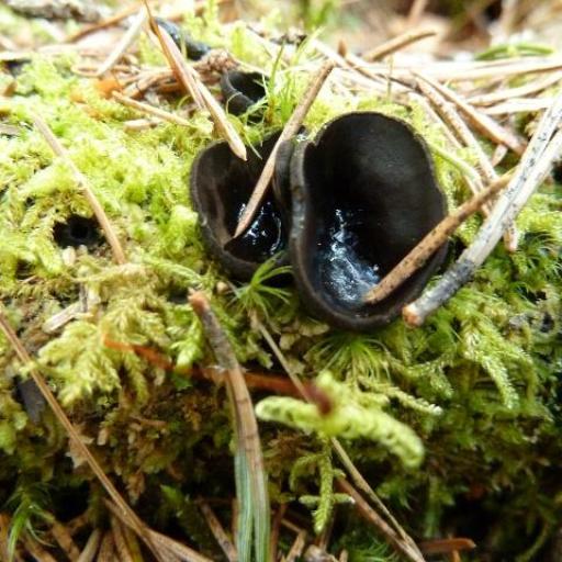 Ebony Cup (Pseudoplectania Nigrella) Mushroom Identification, Habitat ...