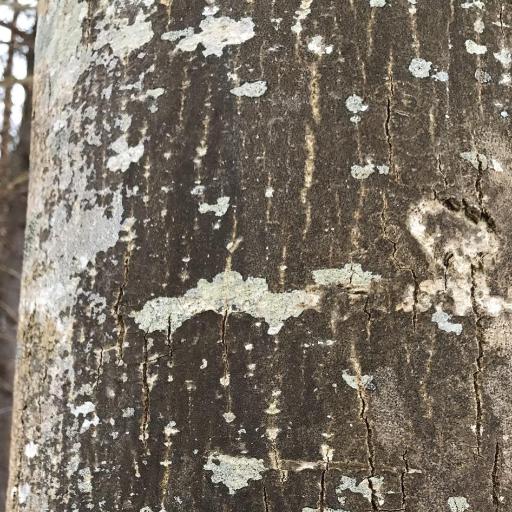 Pseudoschismatomma Rufescens Mushroom Identification, Habitat & Uses