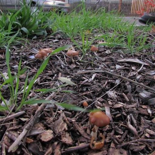 Wavy Cap (Psilocybe Cyanescens) Mushroom Identification, Habitat & Uses