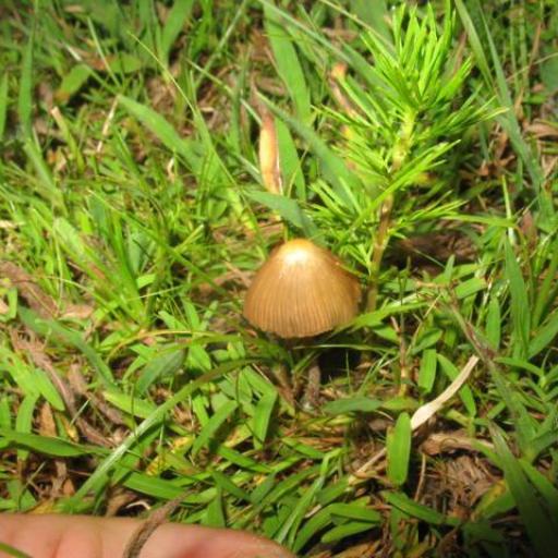 Psilocybe Mexicana Mushroom Identification, Habitat & Uses
