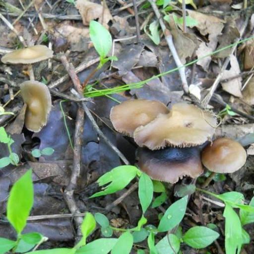Psychedelic Ovoid Mushroom (Psilocybe Ovoideocystidiata) Mushroom ...
