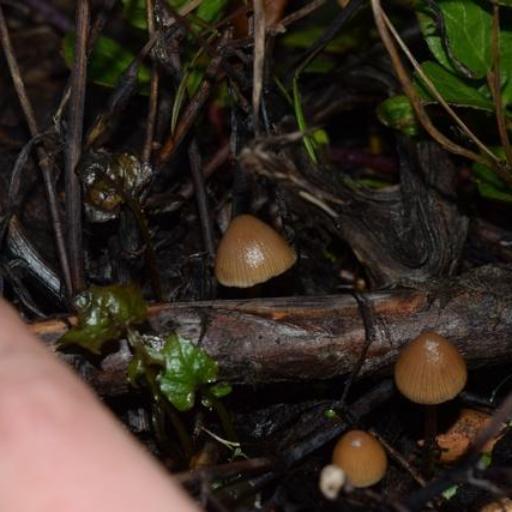 Psilocybe Pelliculosa Mushroom Identification, Habitat & Uses