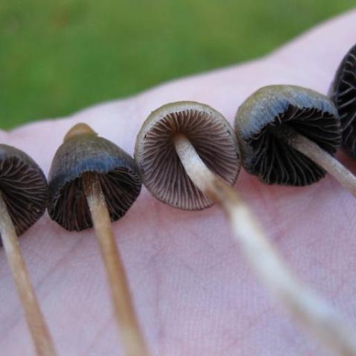 Liberty Cap (Psilocybe Semilanceata) Mushroom Identification, Habitat ...