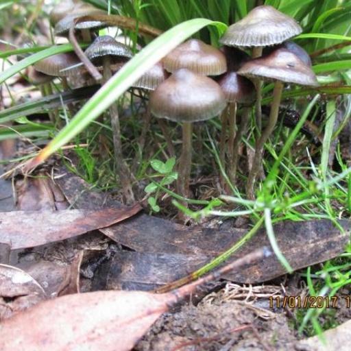 Psilocybe Tasmaniana Mushroom Identification, Habitat & Uses