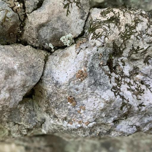 False Russell's Fishscale Lichen (Psora Pseudorussellii) Mushroom ...