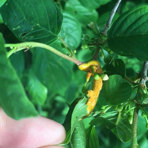 Crown Rust (Puccinia Coronata) Mushroom Identification, Habitat & Uses