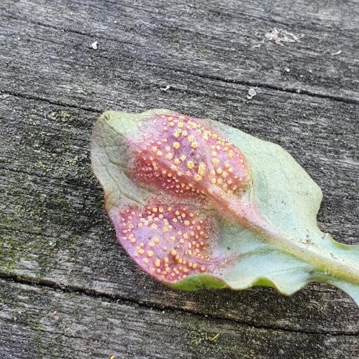 Nipplewort Rust (Puccinia Lapsanae) Mushroom Identification, Habitat & Uses
