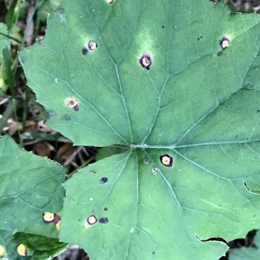 Coltsfoot Gall Rust (Puccinia Poarum) Mushroom Identification, Habitat ...