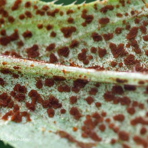 Thistle Rust (Puccinia Suaveolens) Mushroom Identification, Habitat & Uses