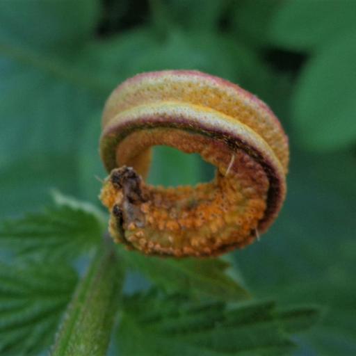Nettle Clustercup Rust Fungus (Puccinia Urticata) Mushroom ...