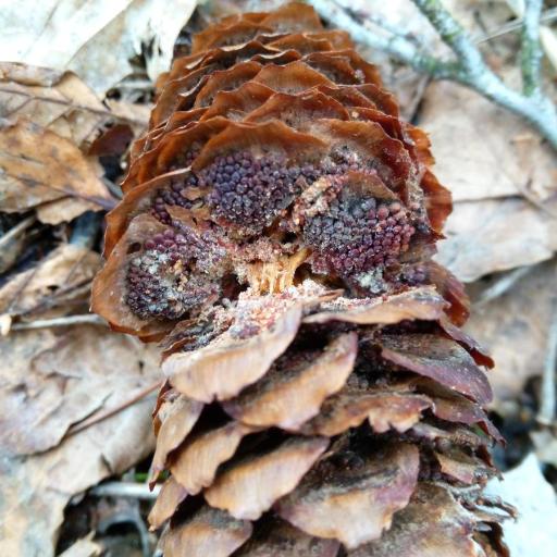 Cherry-Spruce Rust (Pucciniastrum Areolatum) Mushroom Identification ...