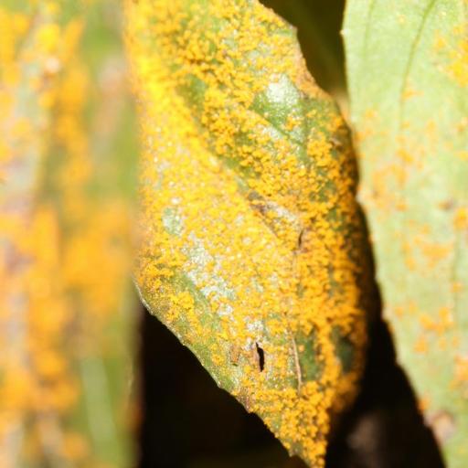 Fir-Fireweed Rust (Pucciniastrum Epilobii) Mushroom Identification ...
