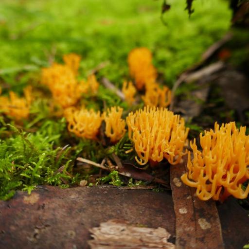 Orange Coral (Ramariopsis Crocea) Mushroom Identification, Habitat & Uses
