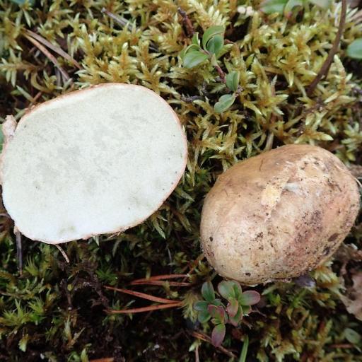 Yellow False Truffle (Rhizopogon Luteolus) Mushroom Identification ...