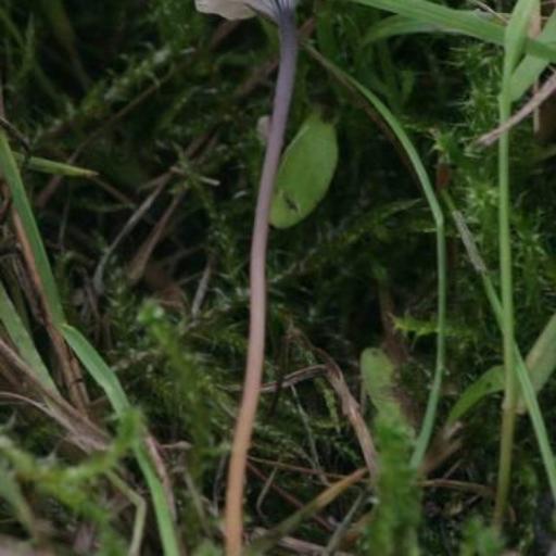 Collared Mosscap (Rickenella Swartzii) Mushroom Identification, Habitat ...