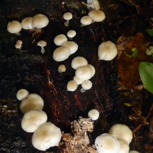 Austral Dripping Bonnet (Roridomyces Austrororidus) Mushroom ...