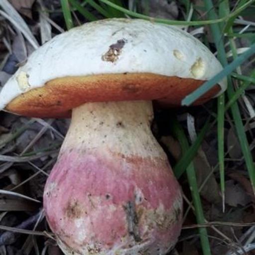 Devil's Bolete (Rubroboletus Satanas) Mushroom Identification, Habitat ...