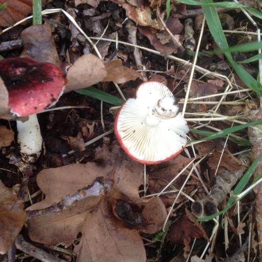 Purple Brittlegill (Russula Atropurpurea) Mushroom Identification ...