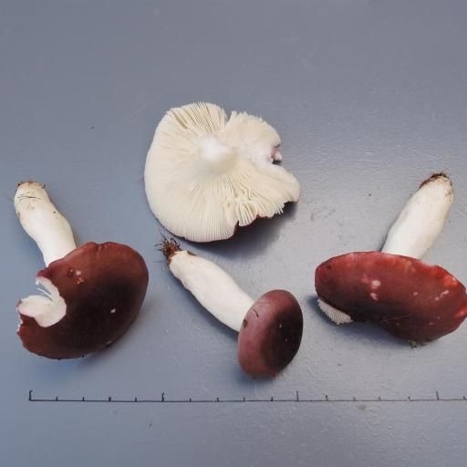 Russula Atrorubens Mushroom Identification, Habitat & Uses