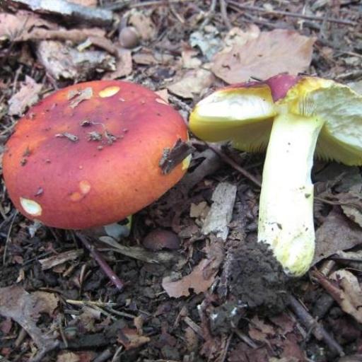 Gilded Brittlegill (Russula Aurea) Mushroom Identification, Habitat & Uses