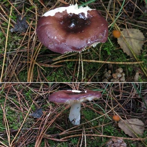 Humpback Brittlegill (Russula Caerulea) Mushroom Identification ...