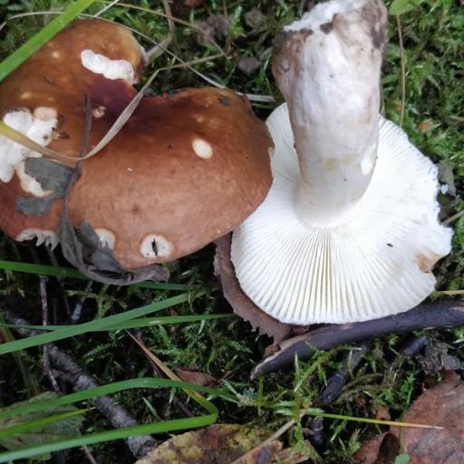 Russula Clavipes Mushroom Identification, Habitat & Uses