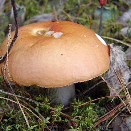 Copper Brittlegill (Russula Decolorans) Mushroom Identification ...