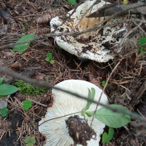 Milk-white Brittlegill (Russula Delica) Mushroom Identification ...