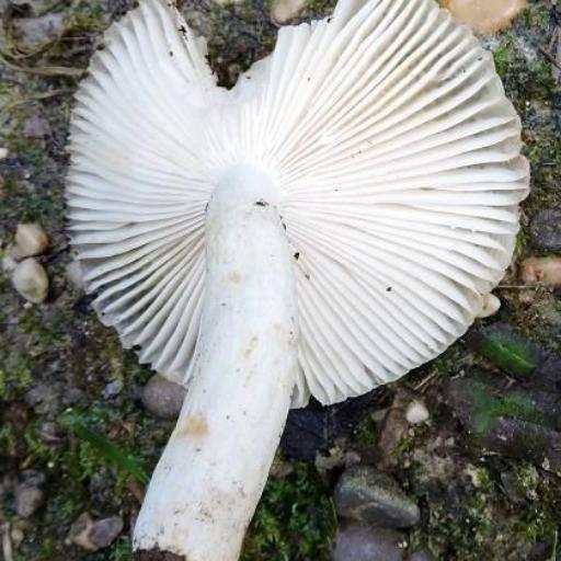 Russula Farinipes Mushroom Identification, Habitat & Uses
