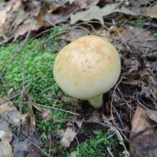 Almond-scented Russula (Russula Grata) Mushroom Identification, Habitat ...