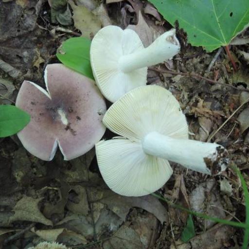 Russula Graveolens Mushroom Identification, Habitat & Uses