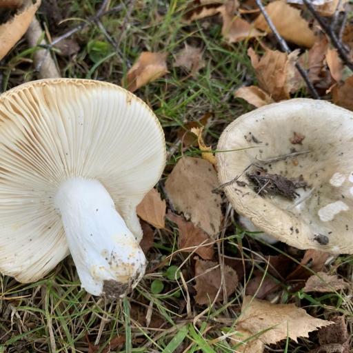 Russula Grisea Mushroom Identification, Habitat & Uses