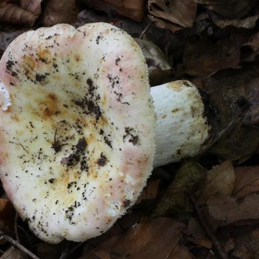 Russula Maculata Mushroom Identification, Habitat & Uses