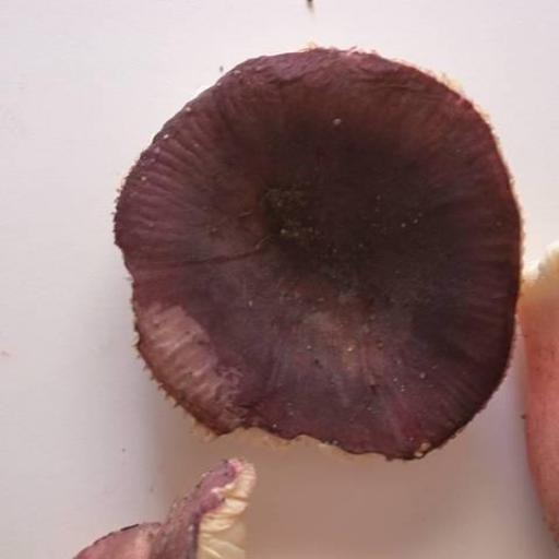 Purple-bloom Russula (Russula Mariae) Mushroom Identification, Habitat ...