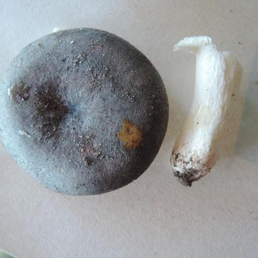 Powdery Brittlegill (Russula Parazurea) Mushroom Identification ...