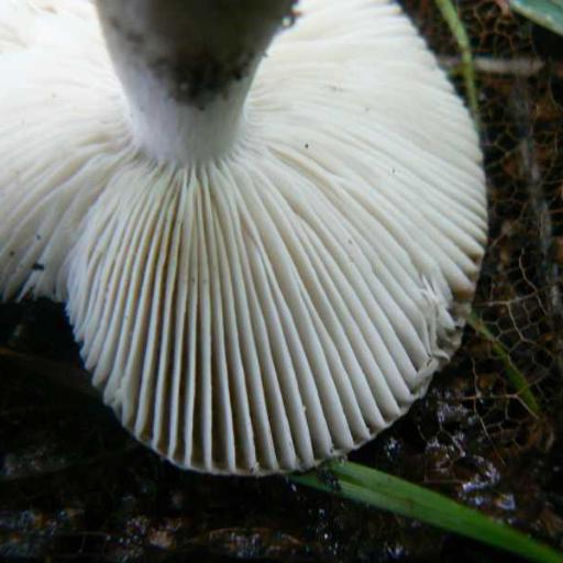 Russula Pectinata Mushroom Identification, Habitat & Uses