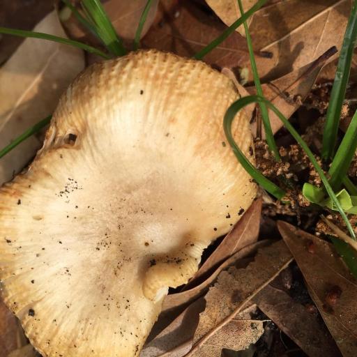 Russula Pectinatoides Mushroom Identification, Habitat & Uses