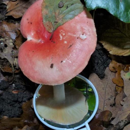 Scarlet Brittlegill (Russula Pseudointegra) Mushroom Identification ...