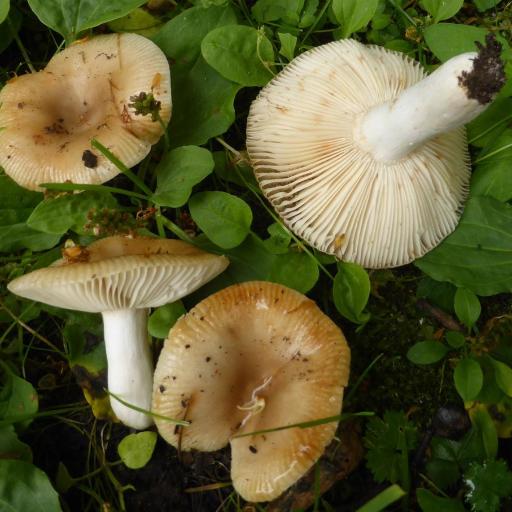 Russula Recondita Mushroom Identification, Habitat & Uses