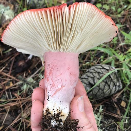 Redhead Russula (Russula Rhodocephala) Mushroom Identification, Habitat ...