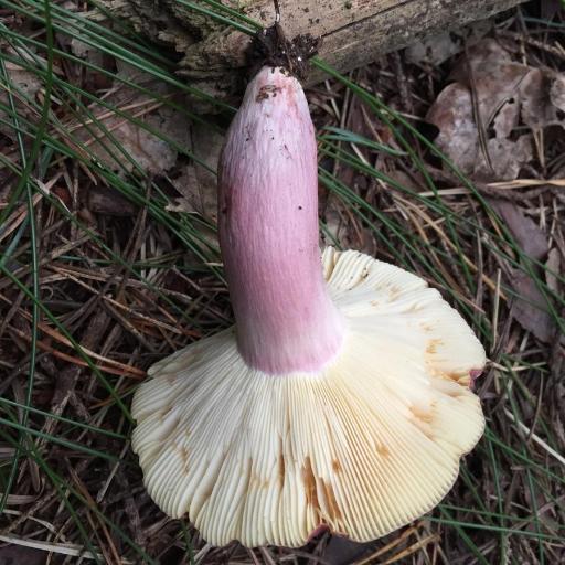 Primrose Brittlegill (Russula Sardonia) Mushroom Identification ...