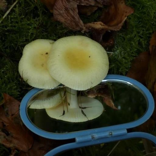 Sunny Brittlegill (Russula Solaris) Mushroom Identification, Habitat & Uses