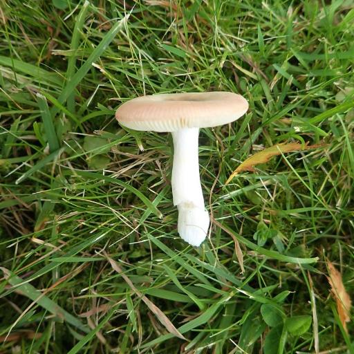 Variable Brittlegill (Russula Versicolor) Mushroom Identification ...