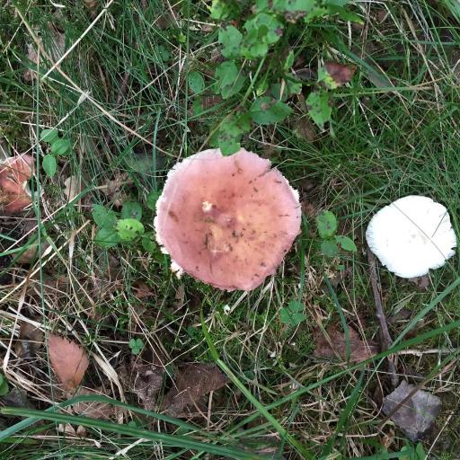 The Flirt (Russula Vesca) Mushroom Identification, Habitat & Uses