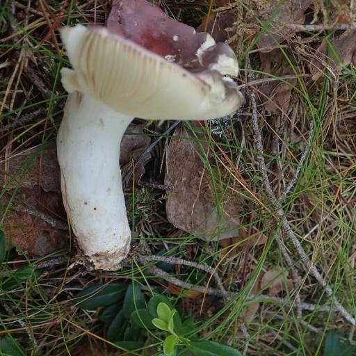 Darkening Brittlegill (Russula Vinosa) Mushroom Identification, Habitat ...