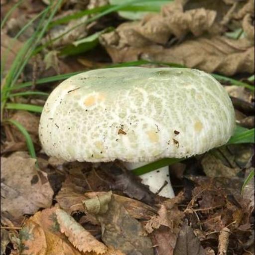 Green Russula (Russula Virescens) Mushroom Identification, Habitat & Uses