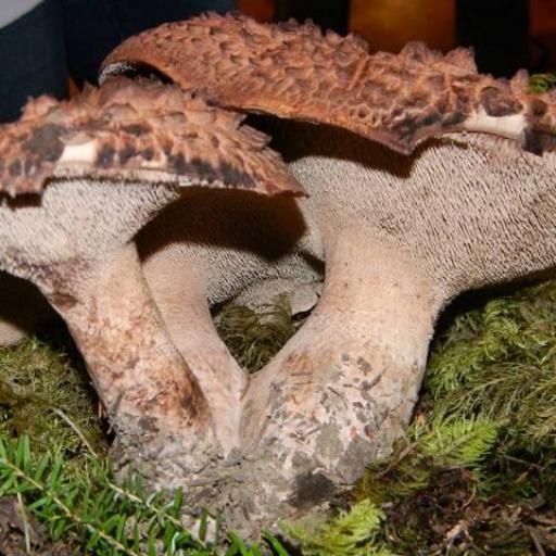 Shingled Hedgehog (Sarcodon Imbricatus) Mushroom Identification ...