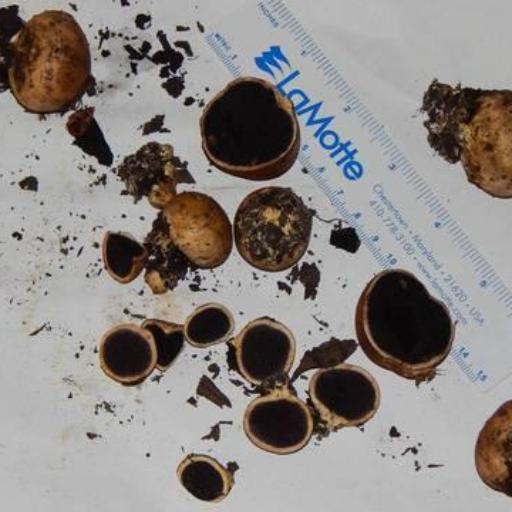 Onion Earthball (Scleroderma Cepa) Mushroom Identification, Habitat & Uses