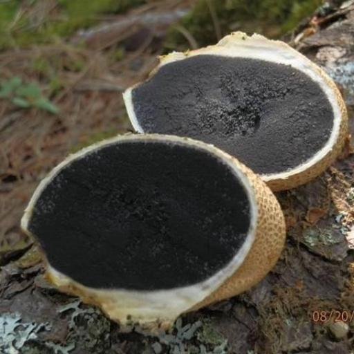 Common Earthball (Scleroderma Citrinum) Mushroom Identification ...